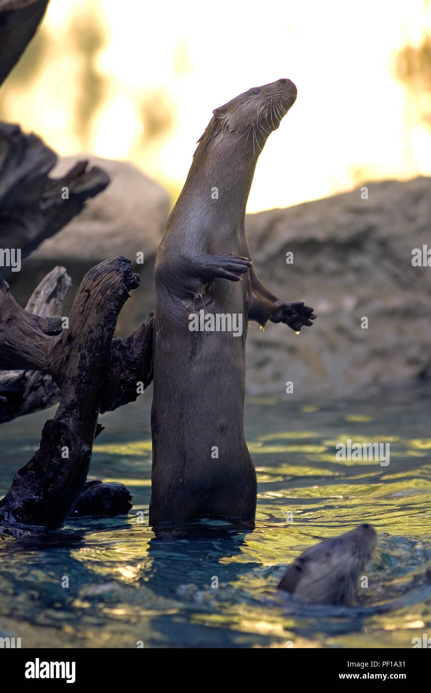 European otter (Lutra lutra) - Standing Loutre d'Europe Stock Photo - Alamy