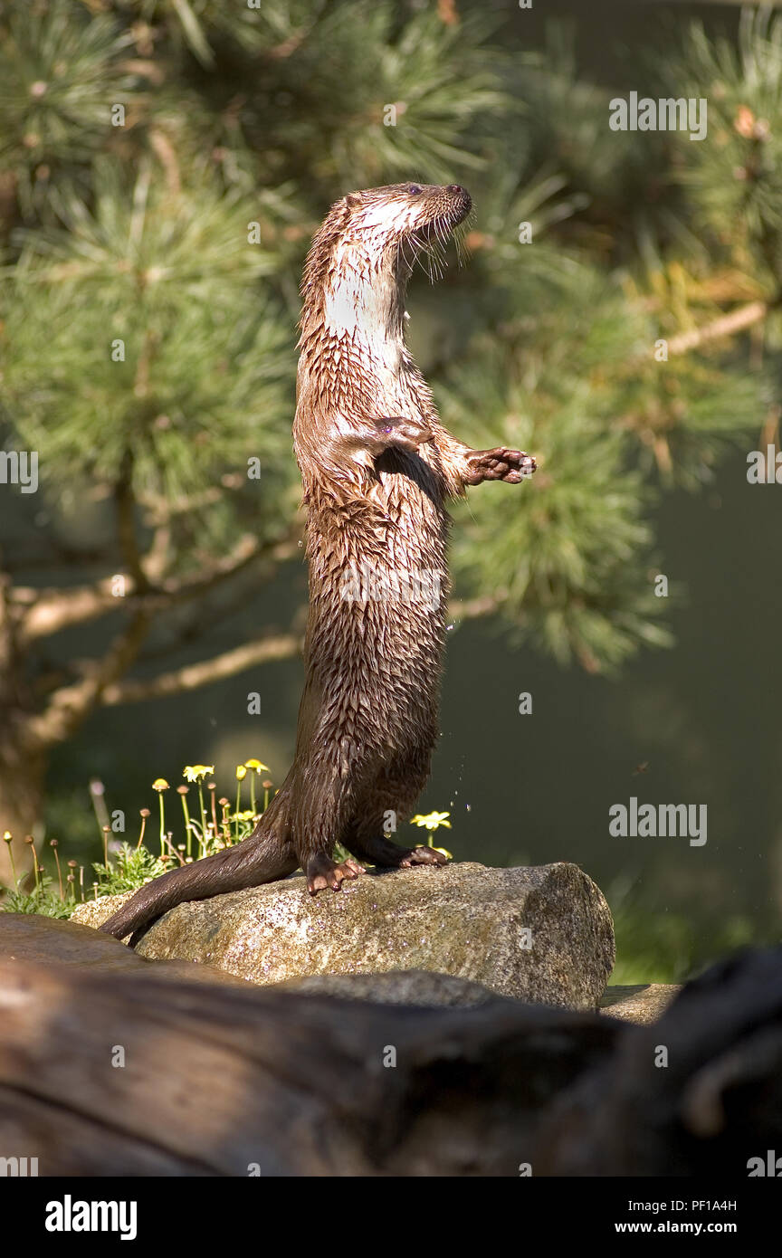 European otter (Lutra lutra) - Standing Loutre d'Europe Stock Photo - Alamy
