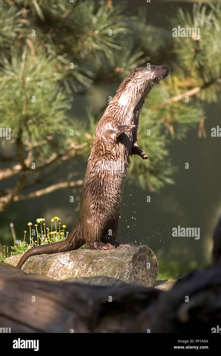 European otter (Lutra lutra) - Standing Loutre d'Europe Stock Photo - Alamy