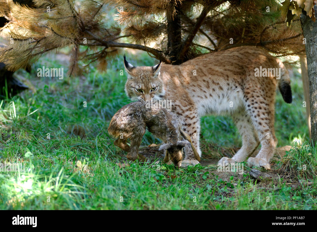 Lynx prey hi-res stock photography and images - Alamy