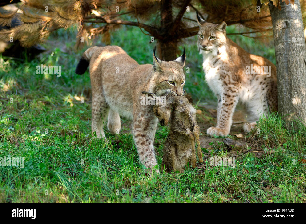 Lynx with prey - fawn of roe deer (Lynx lynx) Lynx boréal Stock Photo ...