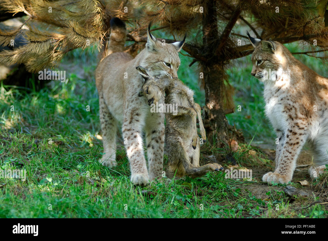 Lynx with prey - fawn of roe deer (Lynx lynx) Lynx boréal Stock Photo ...