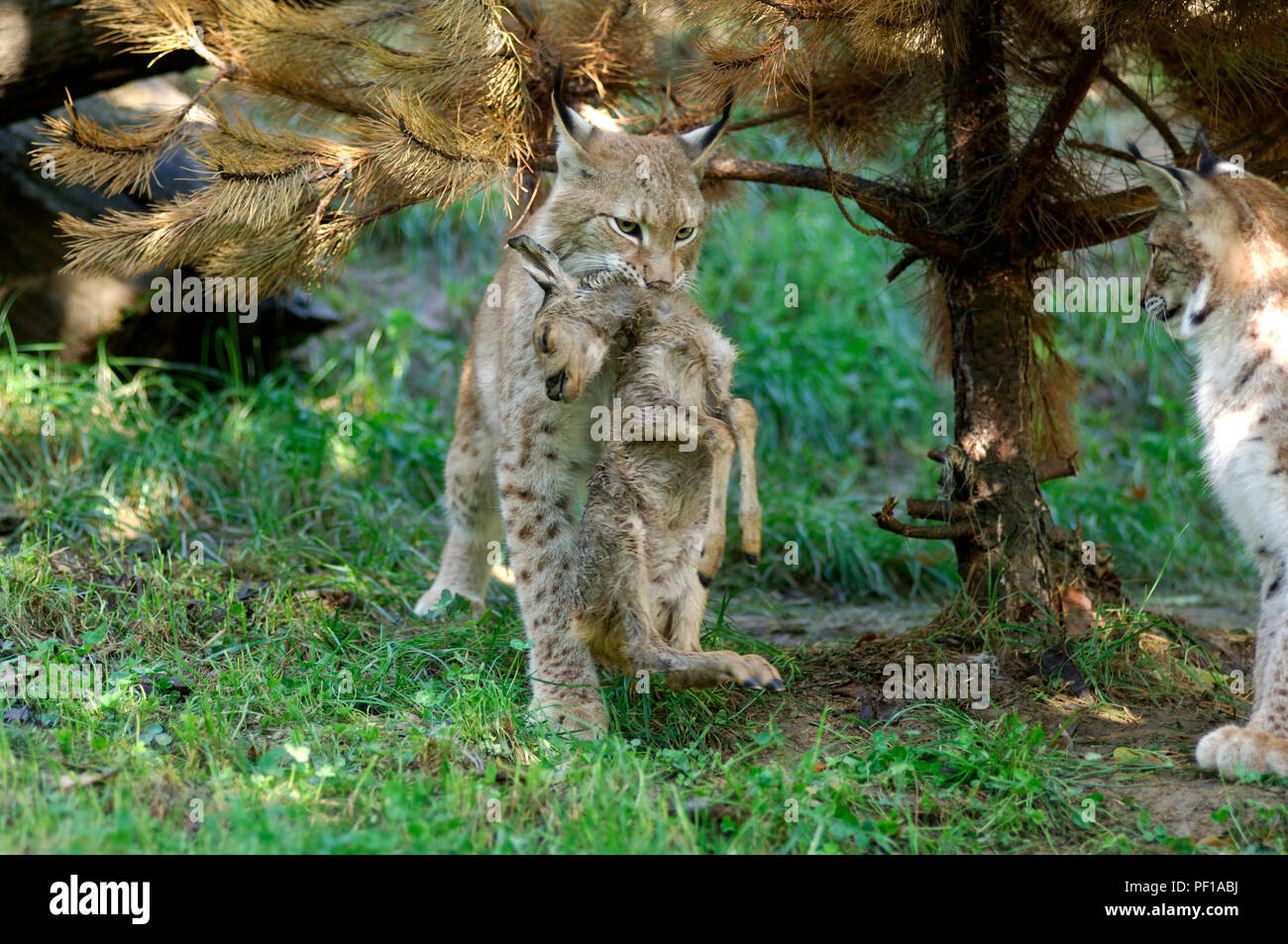 Lynx with prey - fawn of roe deer (Lynx lynx) Lynx boréal Stock Photo ...