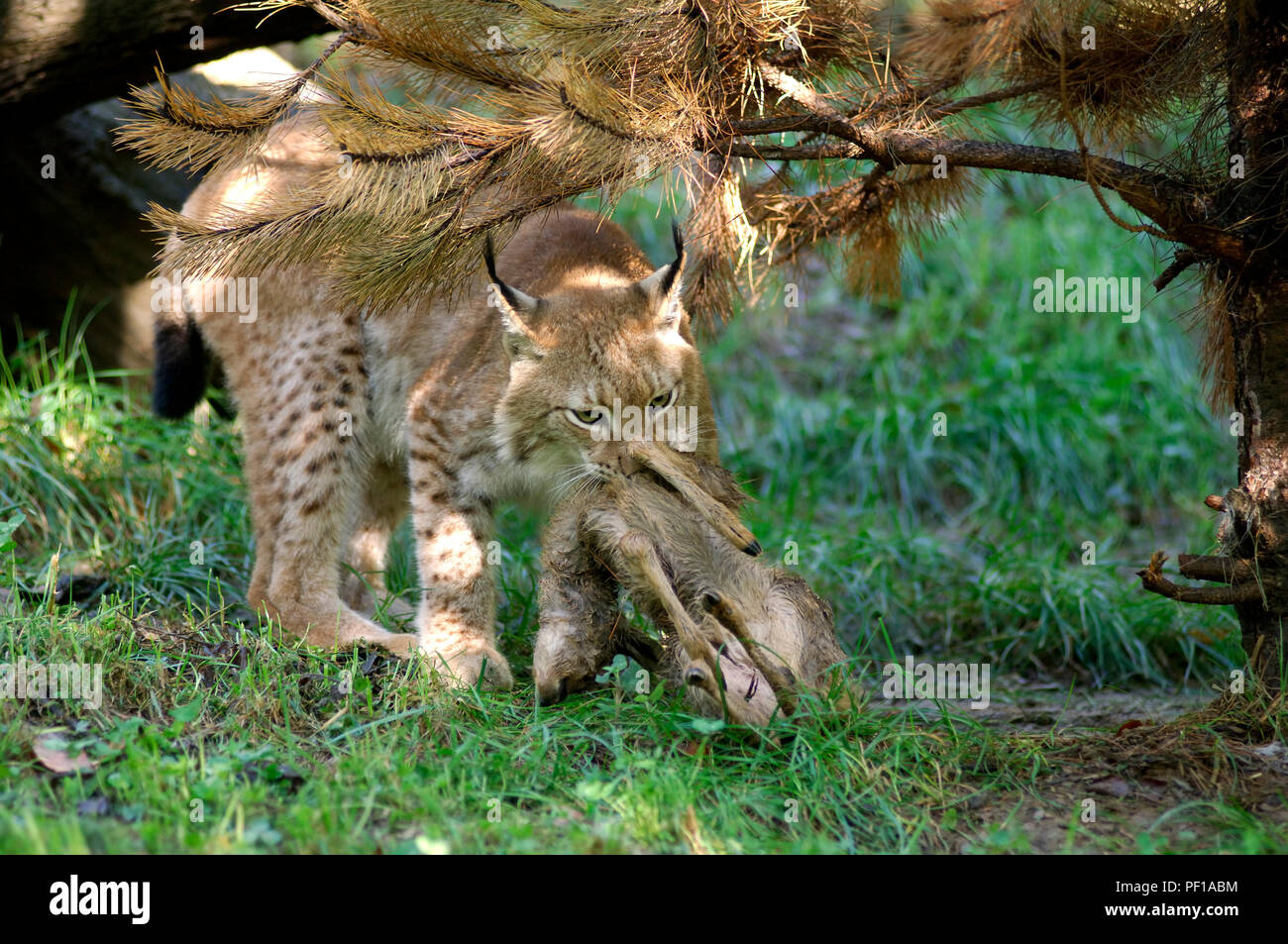 Lynx with prey - fawn of roe deer (Lynx lynx) Lynx boréal Stock Photo ...