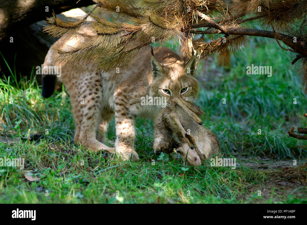 Lynx with prey - fawn of roe deer (Lynx lynx) Lynx boréal Stock Photo ...