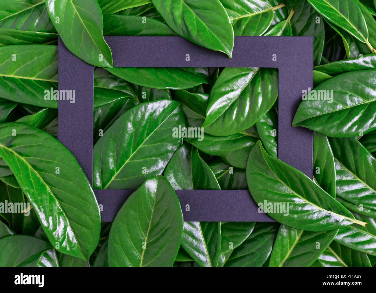 Dark, cardboard rectangular frame among green leaves.Close-up Stock ...