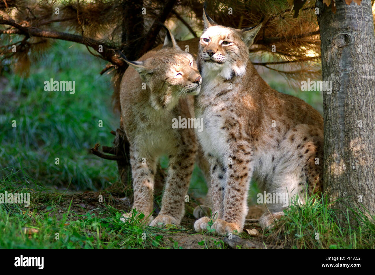 Lynx - Couple (Lynx lynx) Lynx boréal Stock Photo - Alamy