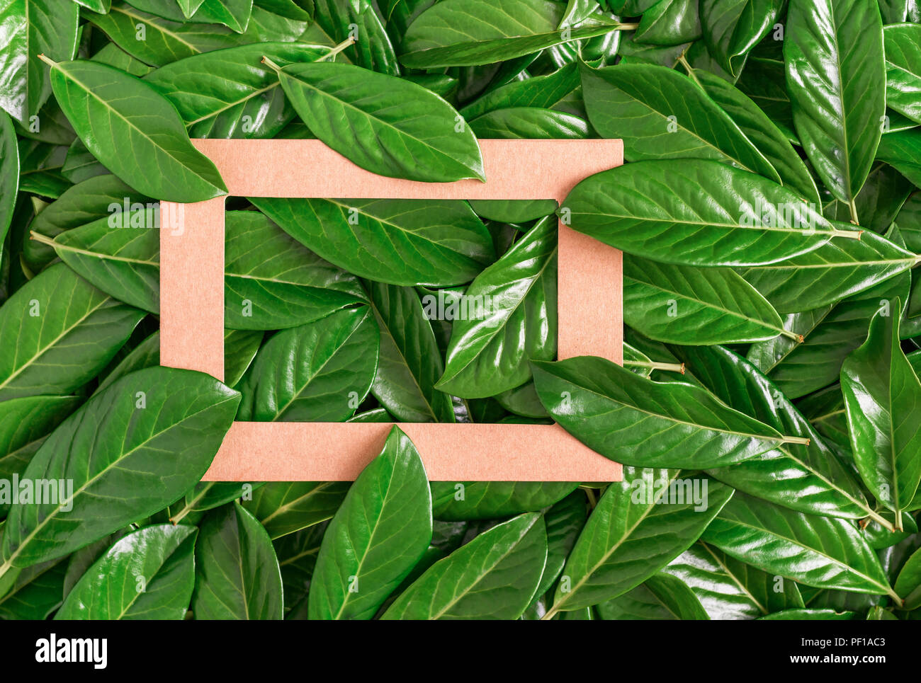 Cardboard frame among the green leaves. Close-up Stock Photo - Alamy