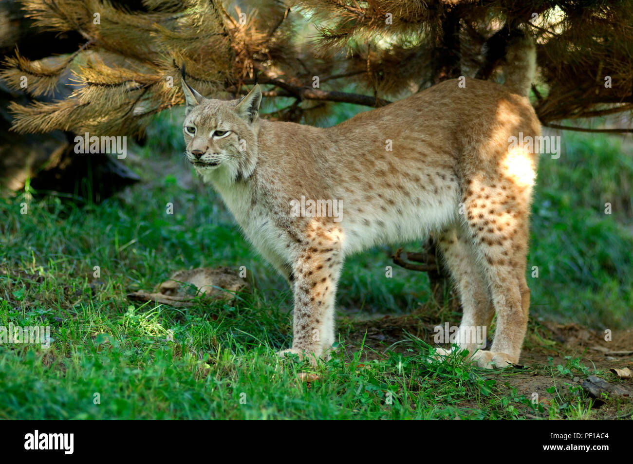 Lynx with prey - fawn of roe deer (Lynx lynx) Lynx boréal Stock Photo ...
