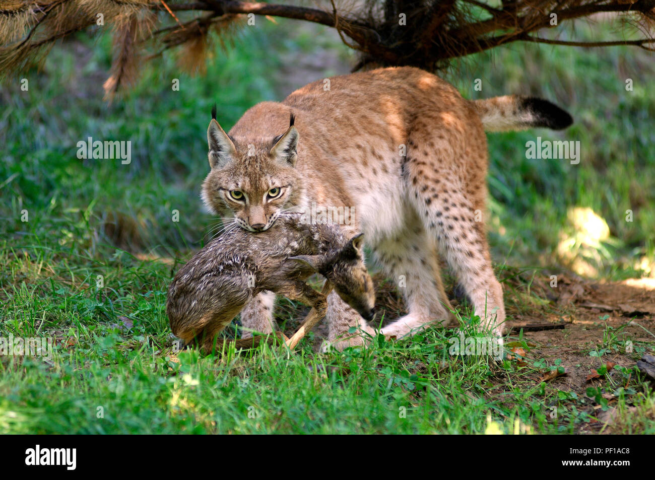 Lynx with prey - fawn of roe deer (Lynx lynx) Lynx boréal Stock Photo ...