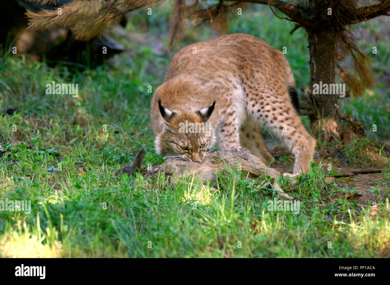Lynx - Eating a prey - fawn od roe deer (Lynx lynx) Lynx boréal Stock ...