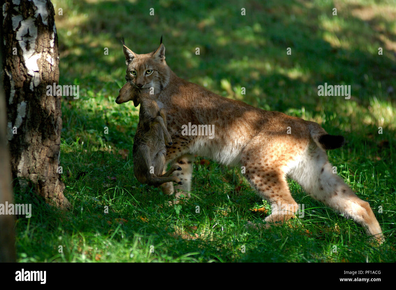 Lynx with prey - fawn of roe deer (Lynx lynx) Lynx boréal Stock Photo ...
