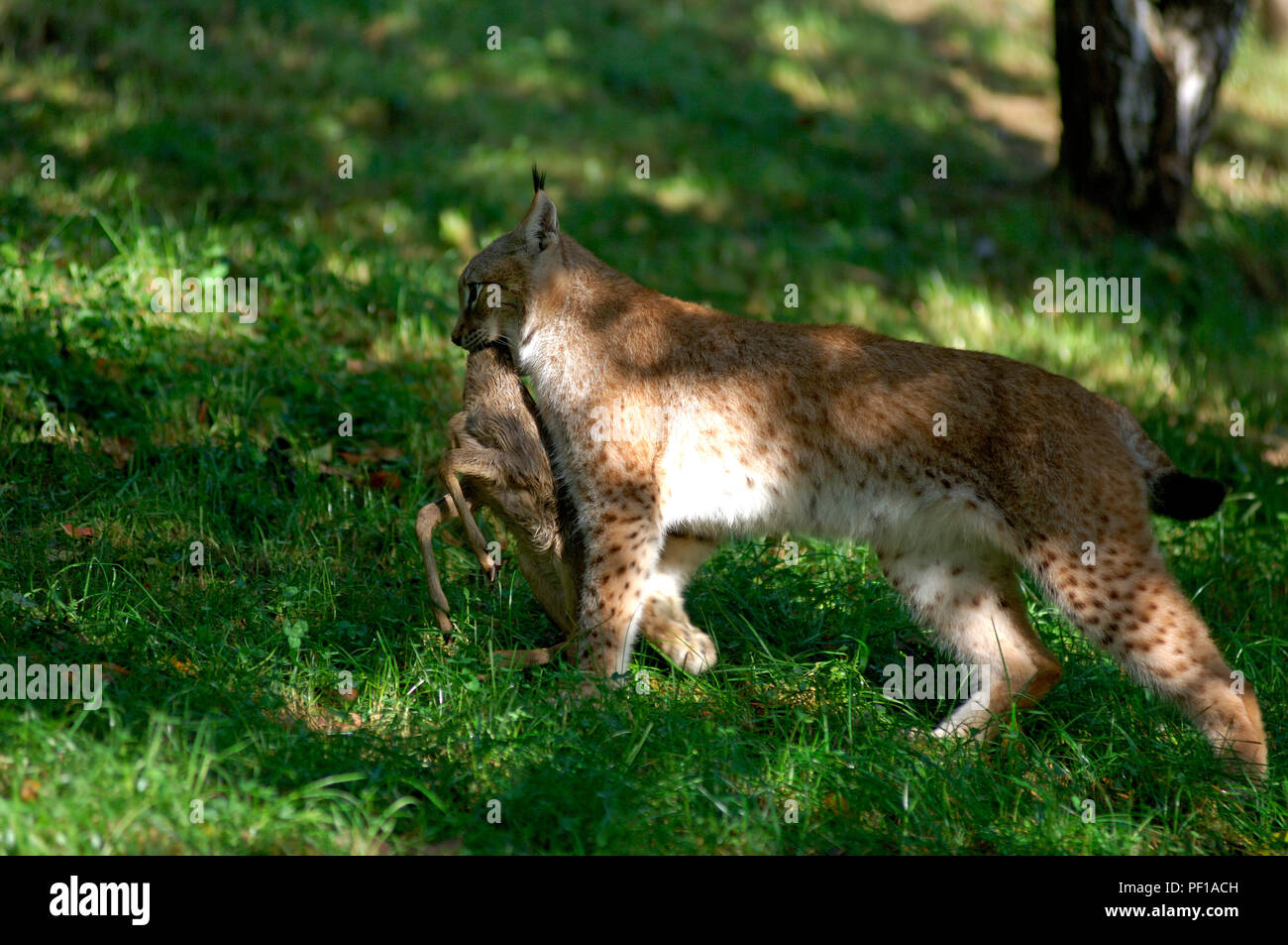 Lynx with prey - fawn of roe deer (Lynx lynx) Lynx boréal Stock Photo ...