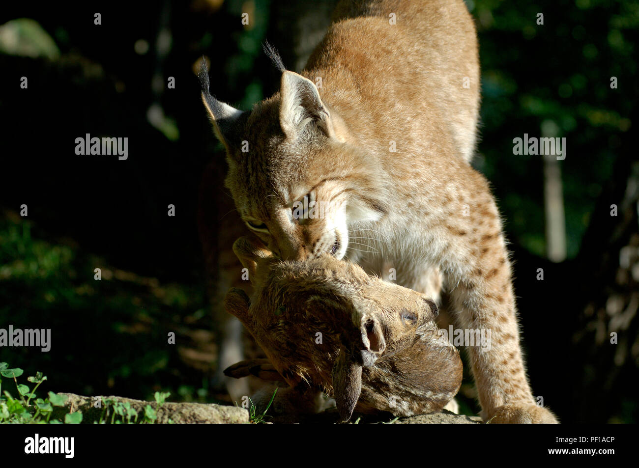 Lynx - Eating a prey - fawn od roe deer (Lynx lynx) Lynx boréal Stock ...