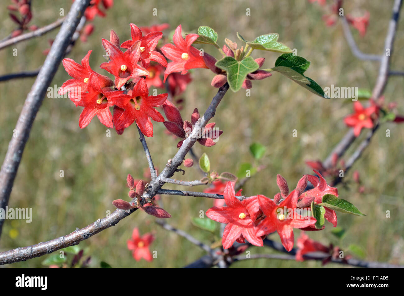 Coral red flowers of the little Kurrajong tree, Brachychiton bidwillii ...