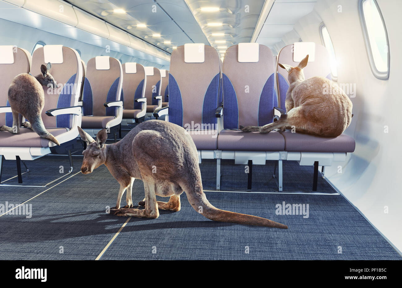 kangaroo in the airplane cabin interior. Photo combinated concept Stock ...