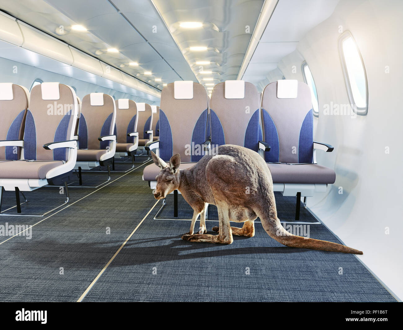 kangaroo in the airplane cabin interior. Photo combinated concept Stock ...