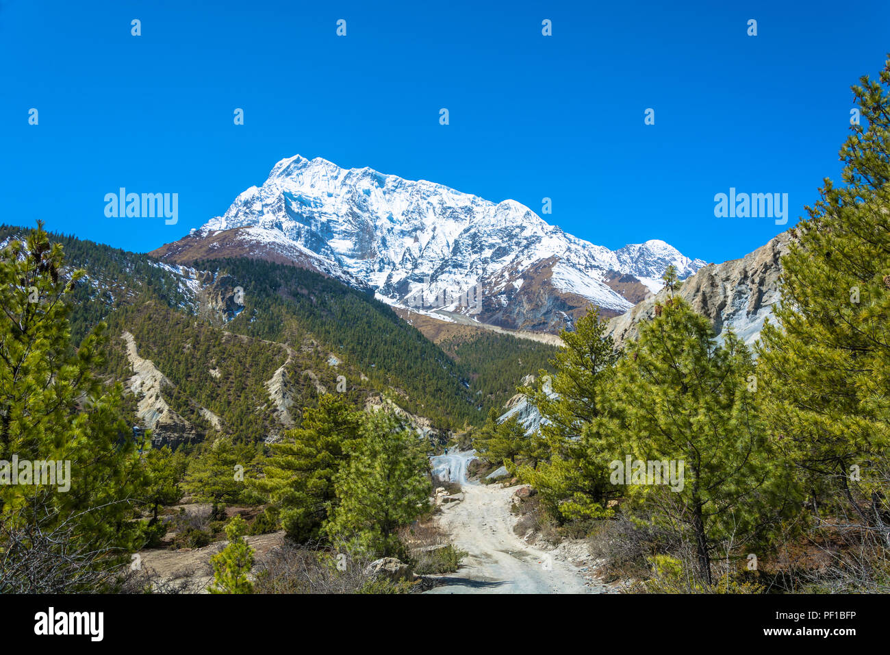 Beautiful landscape with snowy mountains and coniferous forest in ...