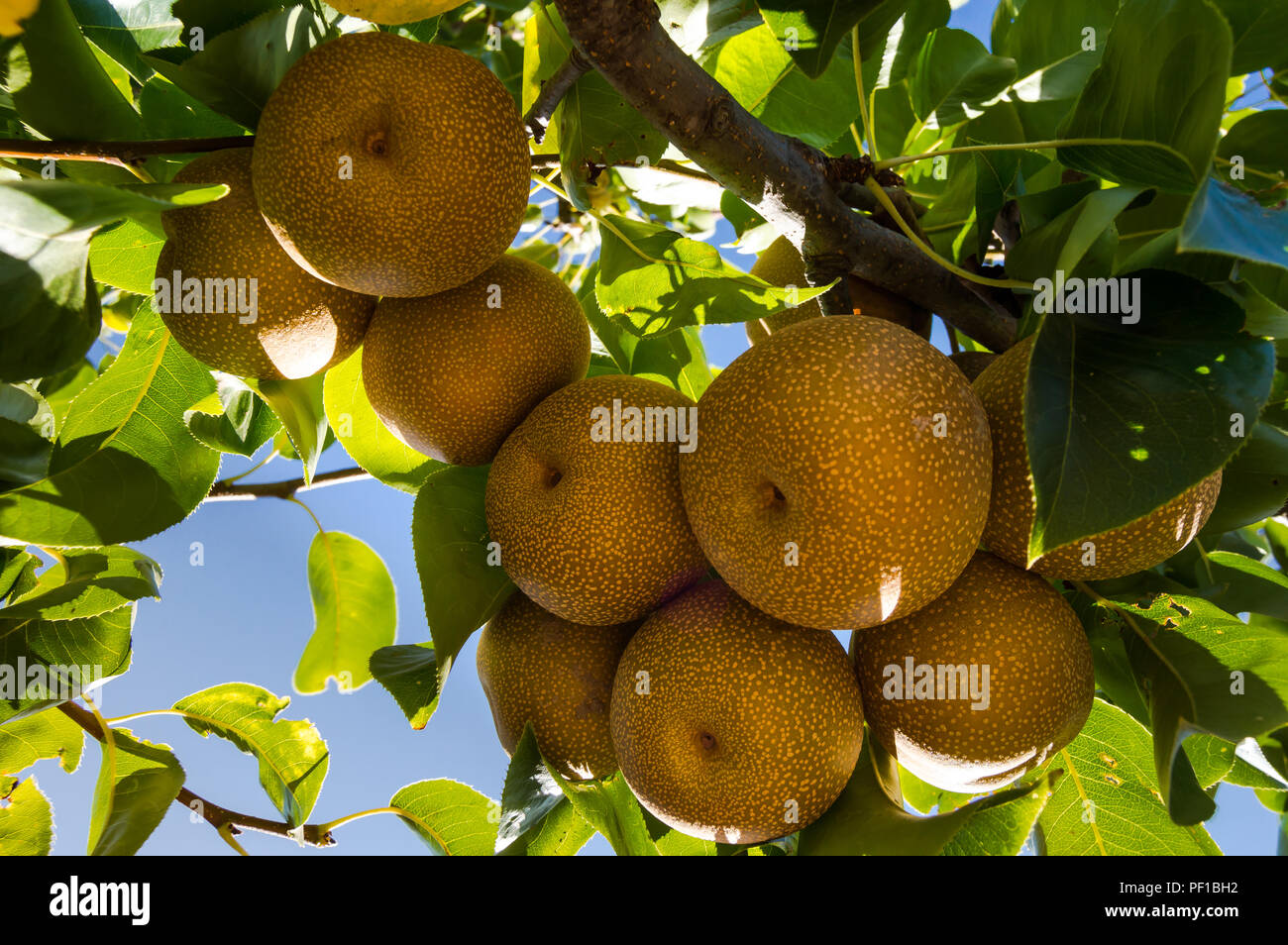 Branch with many Pyrus pyrifolia or Nashi growing in the tree. A rare ...