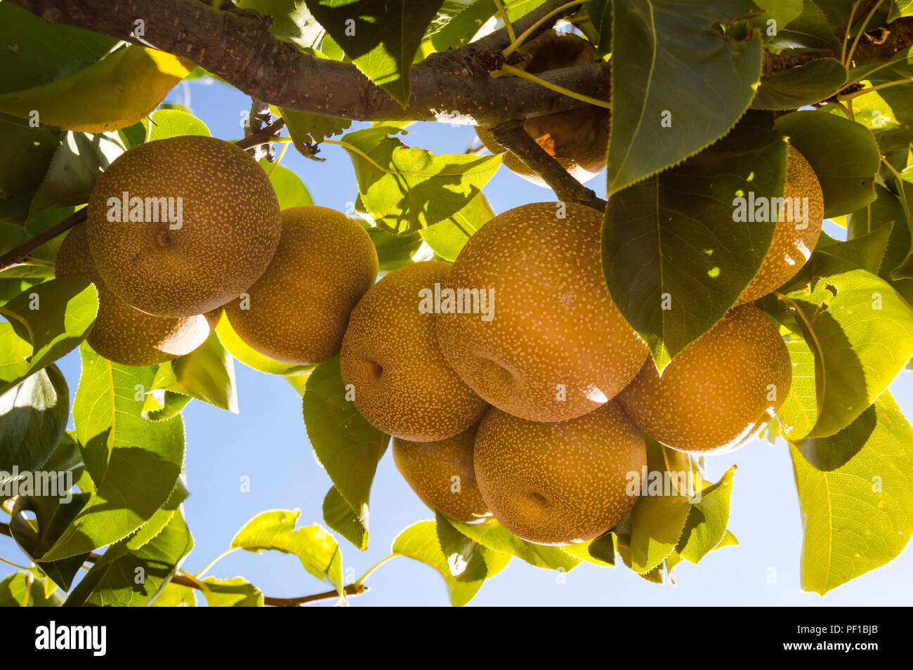 Branch with many Pyrus pyrifolia or Nashi growing in the tree. A rare ...