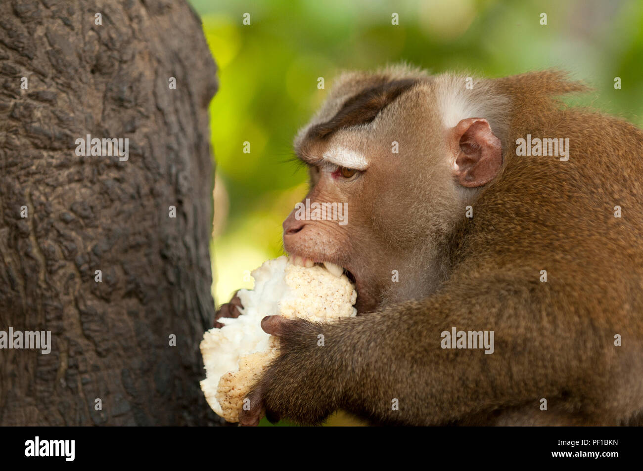 Northern Pig-tailed Macaque (Macaca leolina) - Eating coconut ...