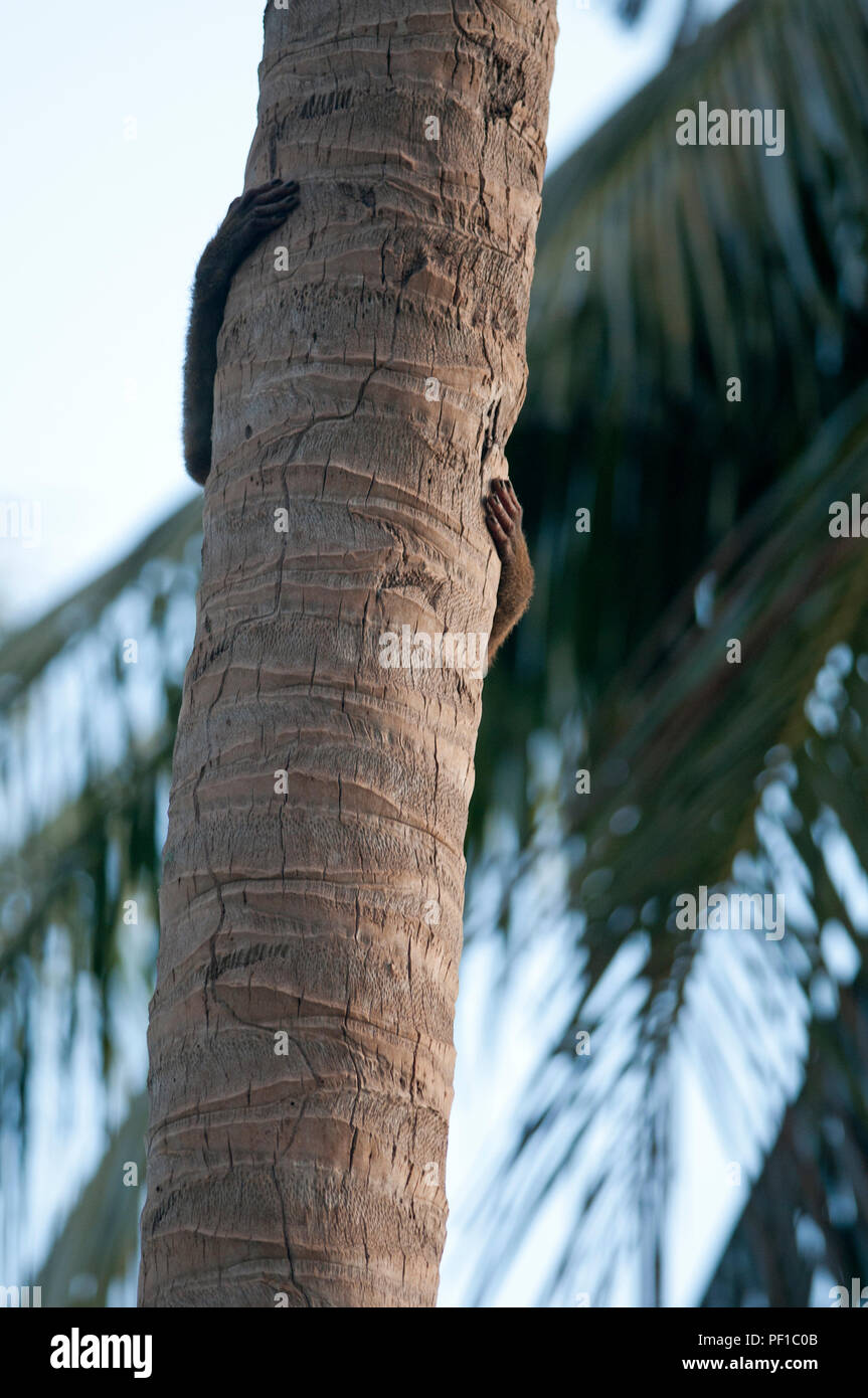 Northern pig-tailed Macaque (Macaca leolina) - Climbing on coconut tree - Thailand Macaque à ...