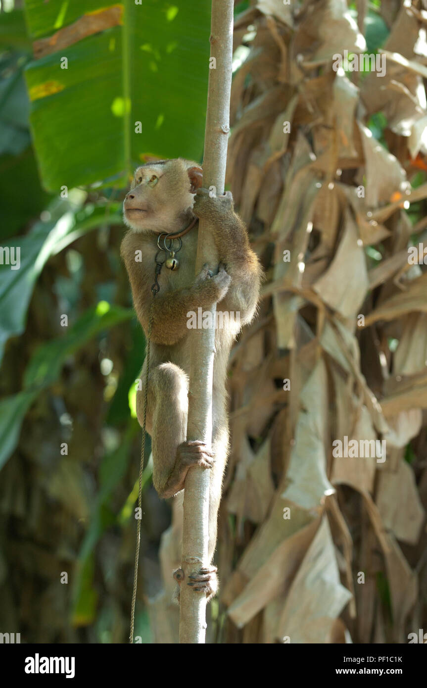 Harvest of coconuts with Northern pig-tailed Macaque (Macaca leolina ...