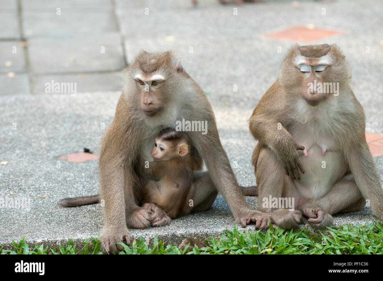 Female pig tailed macaque baby hi-res stock photography and images - Alamy
