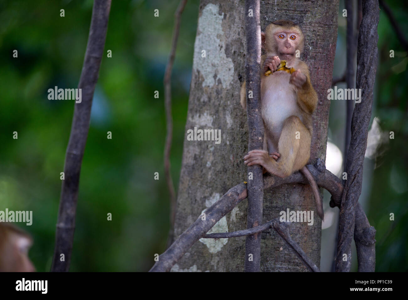 Northern pig-tailed Macaque (Macaca leonina) - Young eating a banana ...
