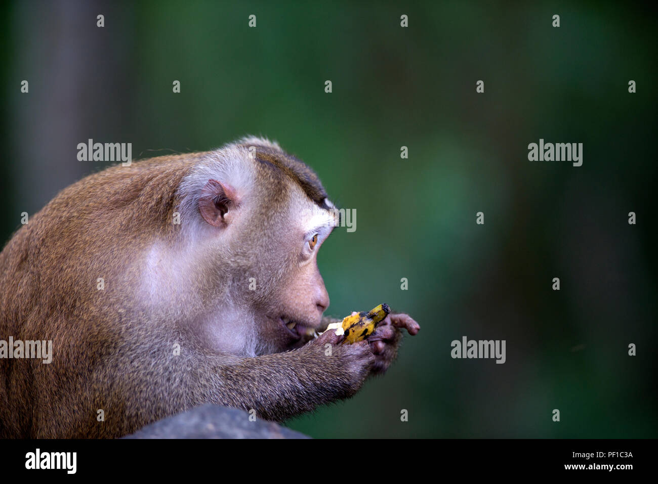 Northern pig-tailed Macaque (Macaca leonina) - Eating a banana ...