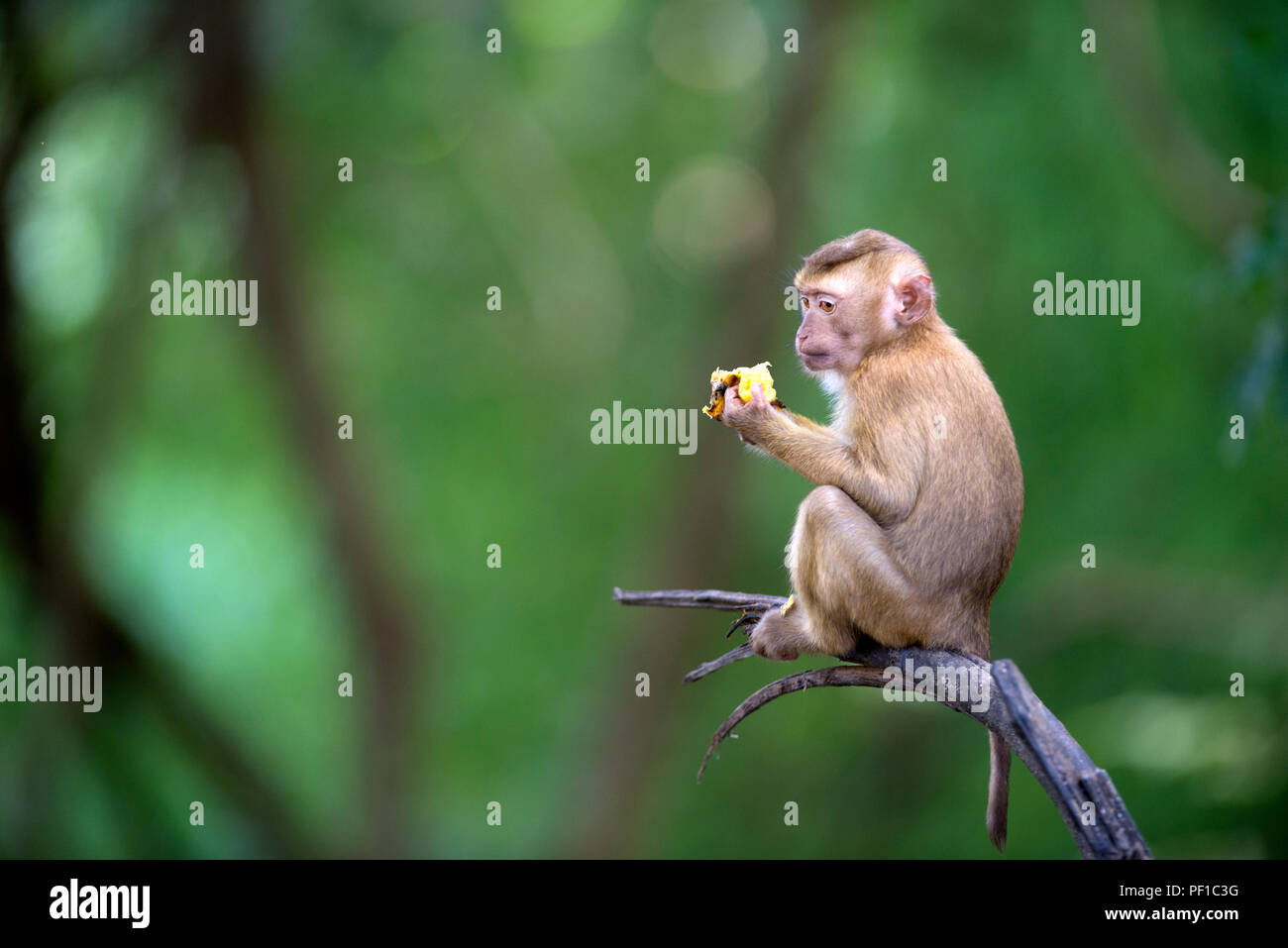 Northern pig-tailed Macaque (Macaca leonina) - Young eating a banana ...