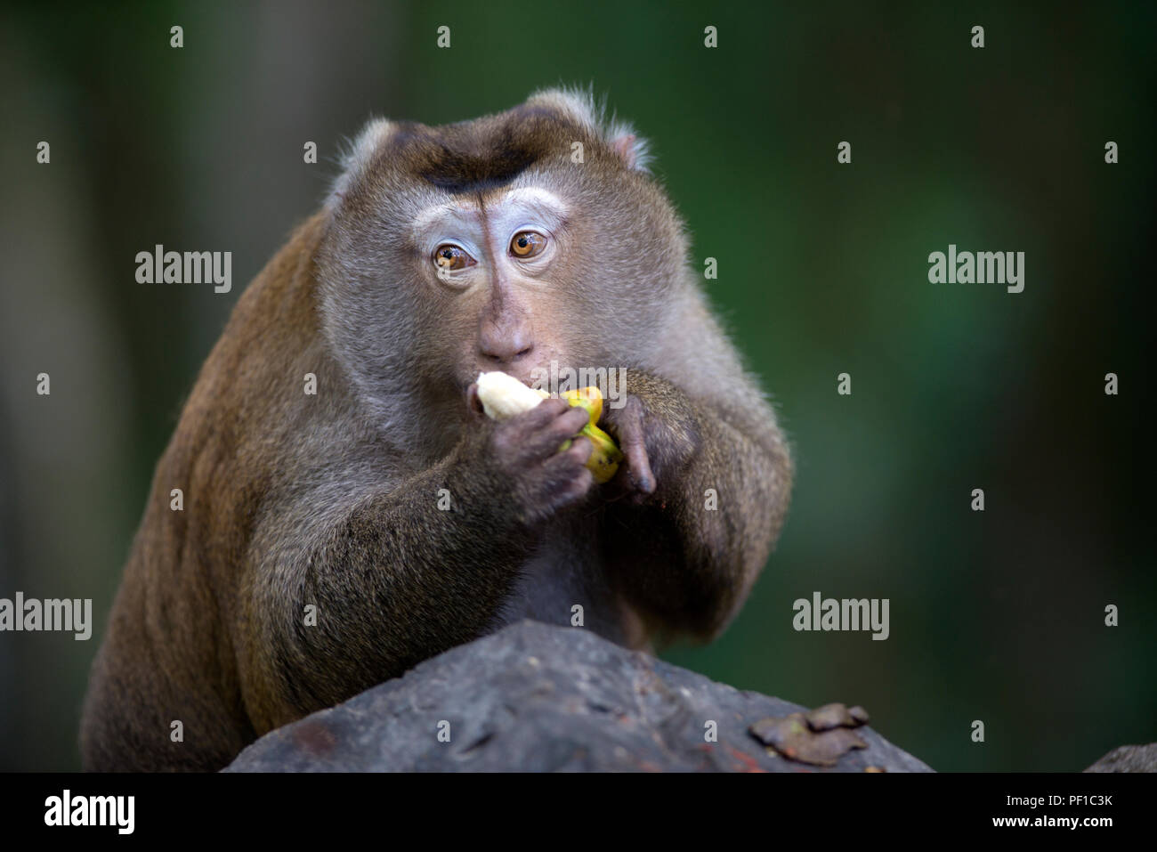 Northern pig-tailed Macaque (Macaca leonina) - Eating a banana ...