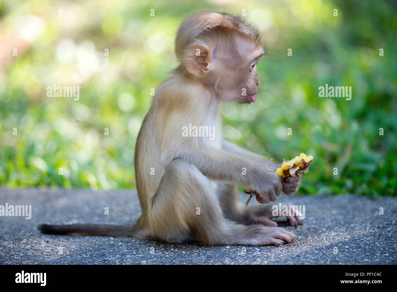 Northern pig-tailed Macaque (Macaca leonina) - baby eating a banana ...