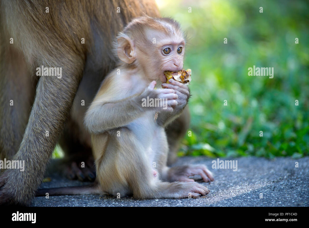 Northern pig-tailed Macaque (Macaca leonina) - baby eating a banana ...