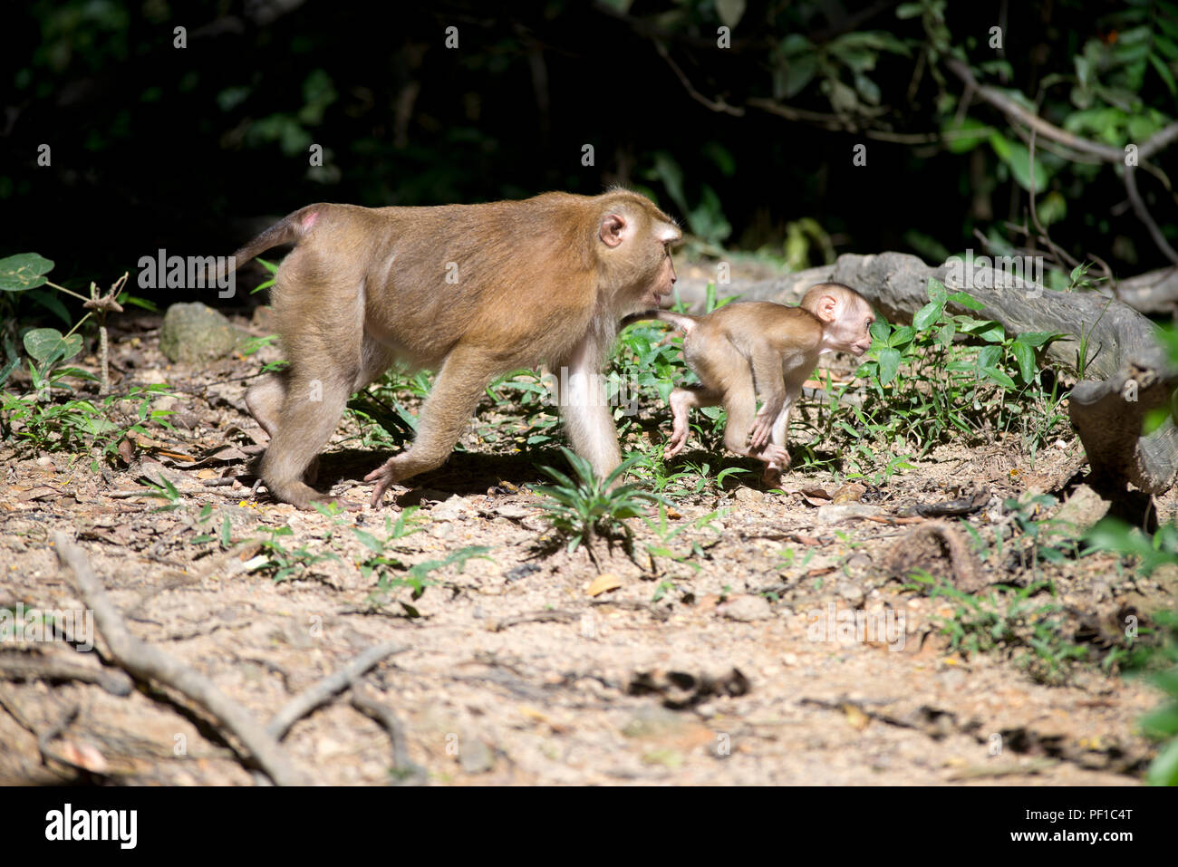 Female pig tailed macaque baby hi-res stock photography and images - Alamy