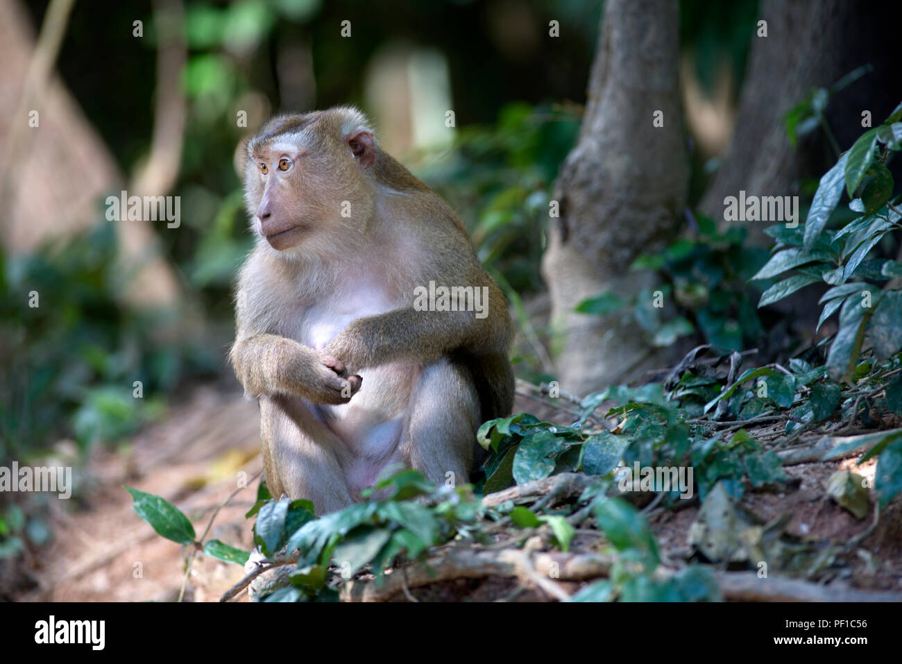 Northern pig tailed macaque hi-res stock photography and images - Alamy