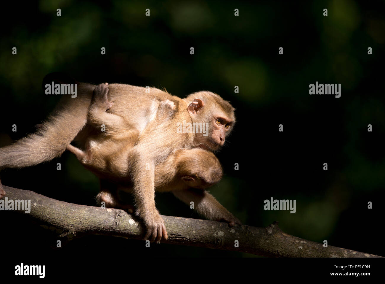 Northern pig-tailed Macaque (Macaca leolina) Mother and child, Thailand ...