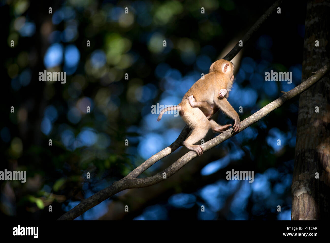 Northern pig-tailed Macaque (Macaca leolina) Adult and young, Thailand // Macaque à queue de ...