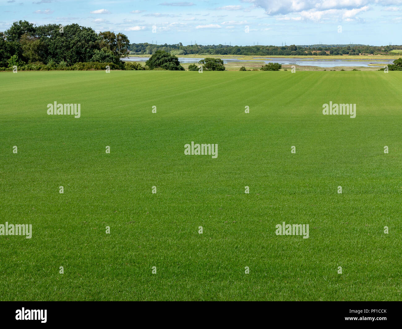 Large area of turf field with river estuary in the far distance Stock ...