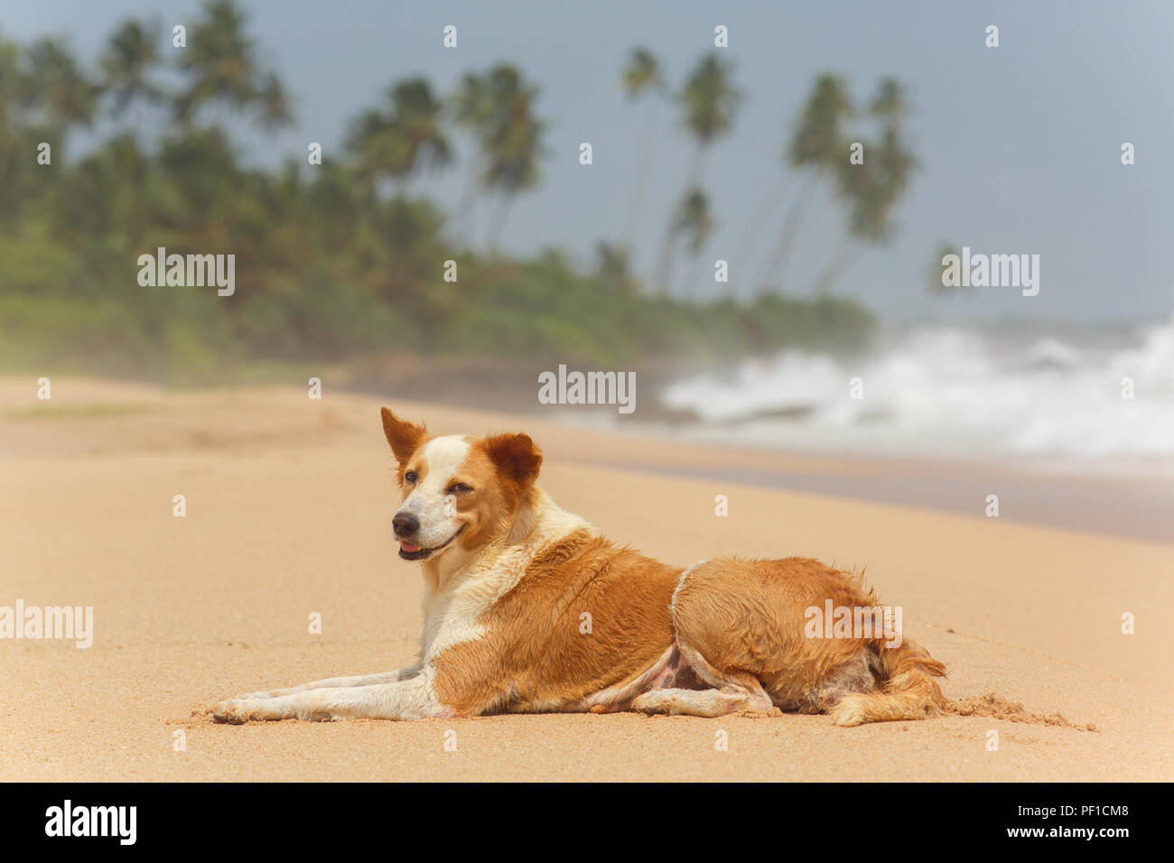 Dog lying and smiling on the sand on the island of Sri Lanka Stock ...