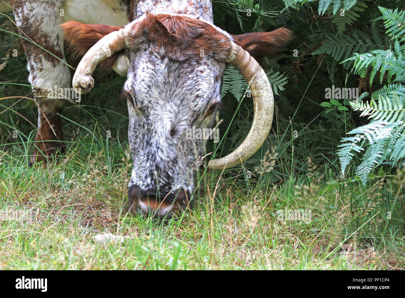 English Longhorn Cattle in a wild woodland landscape Stock Photo - Alamy