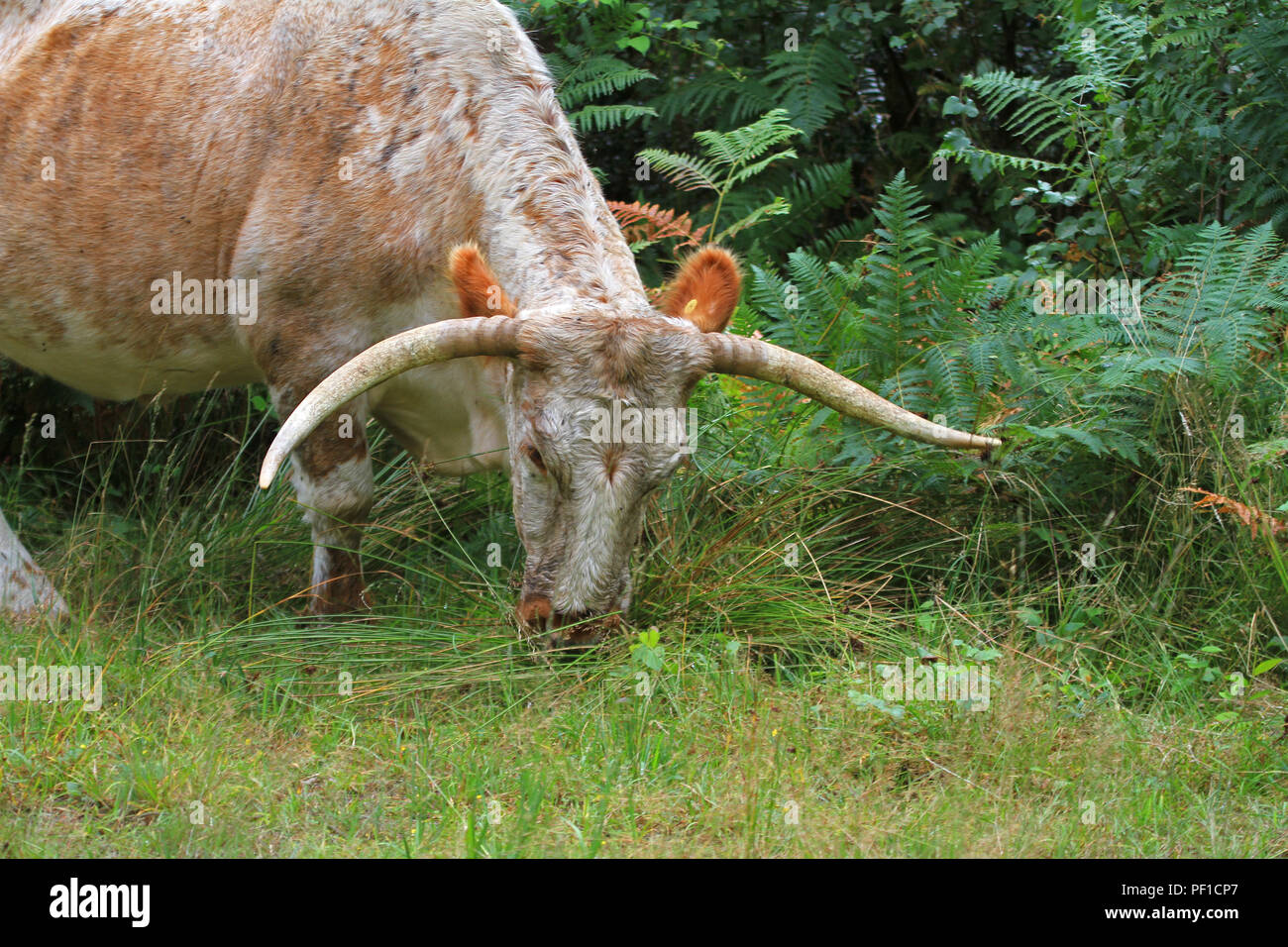 English longhorn cattle hi-res stock photography and images - Alamy