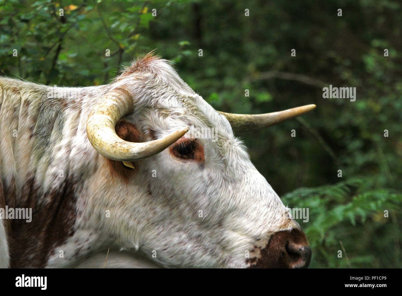 English Longhorn Cattle Stock Photo - Alamy