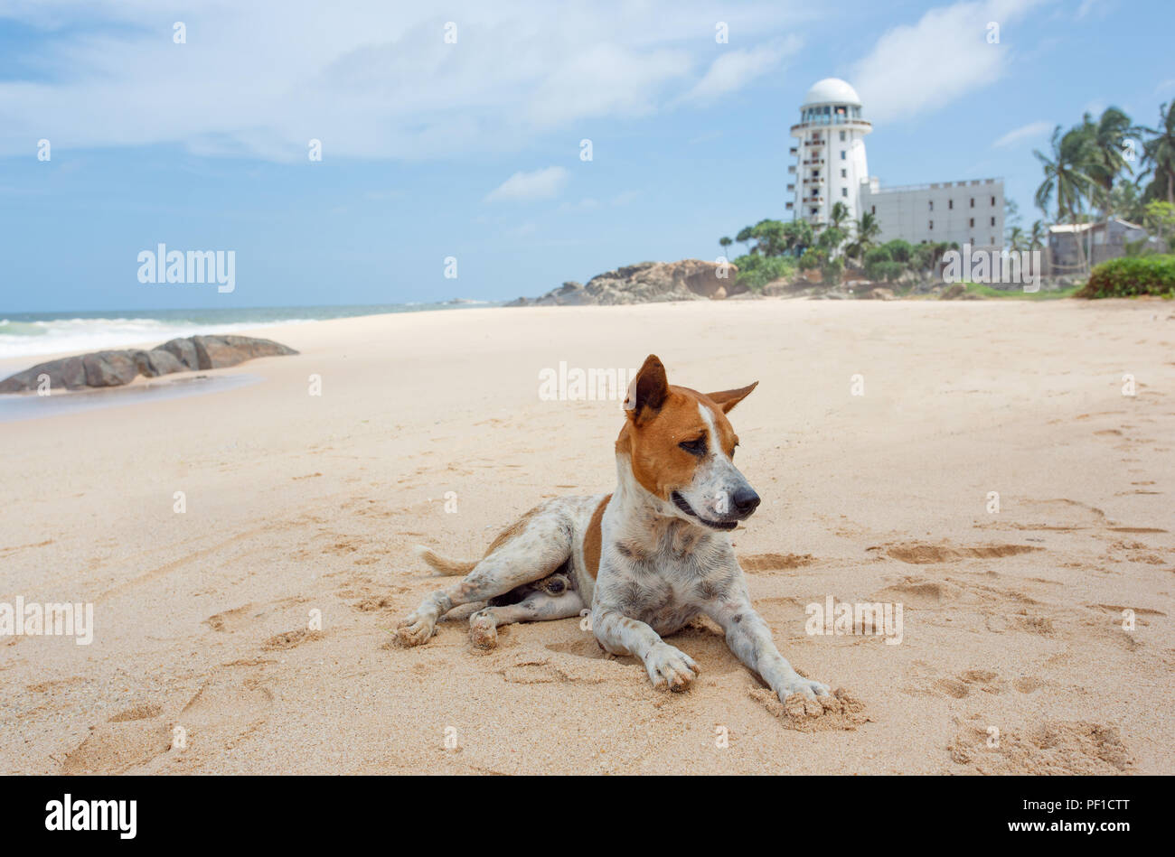 Dog lying on the sand on the island of Sri Lanka Stock Photo - Alamy