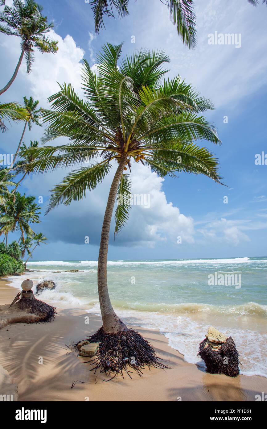 Untouched tropical beach of Sri Lanka. Akurala beach Stock Photo - Alamy