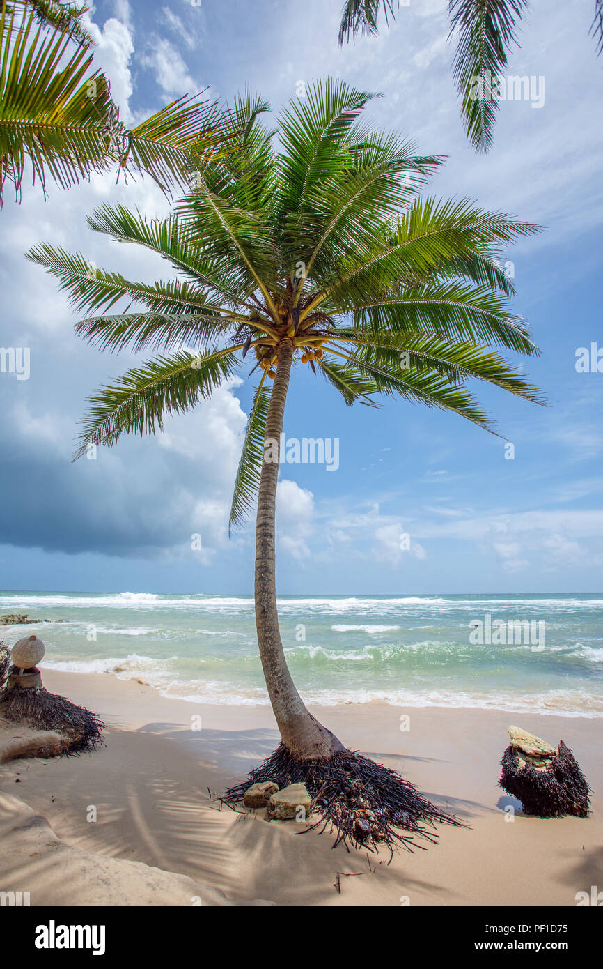 Untouched tropical beach of Sri Lanka. Akurala beach Stock Photo - Alamy