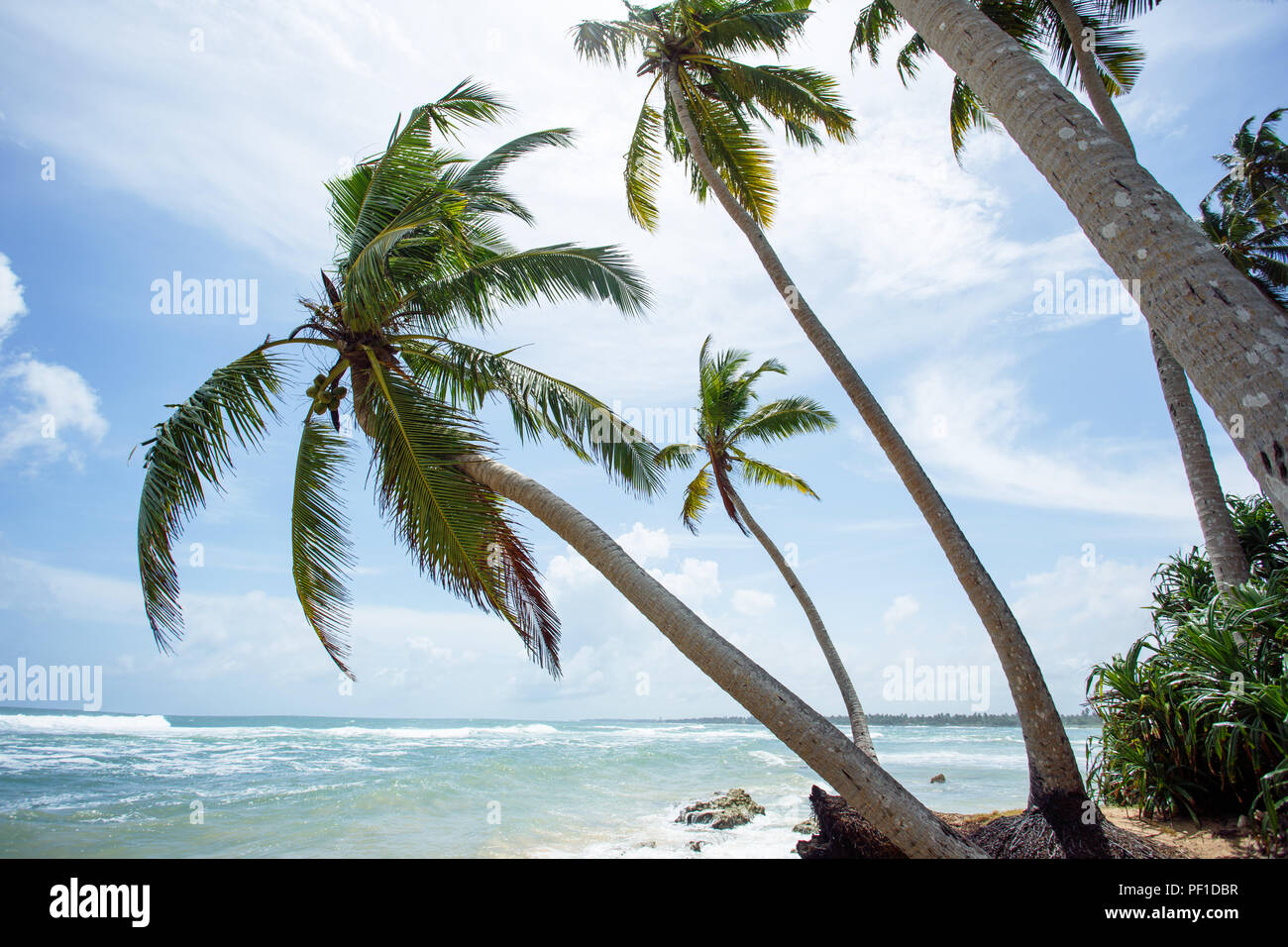 Untouched tropical beach of Sri Lanka. Akurala beach Stock Photo - Alamy