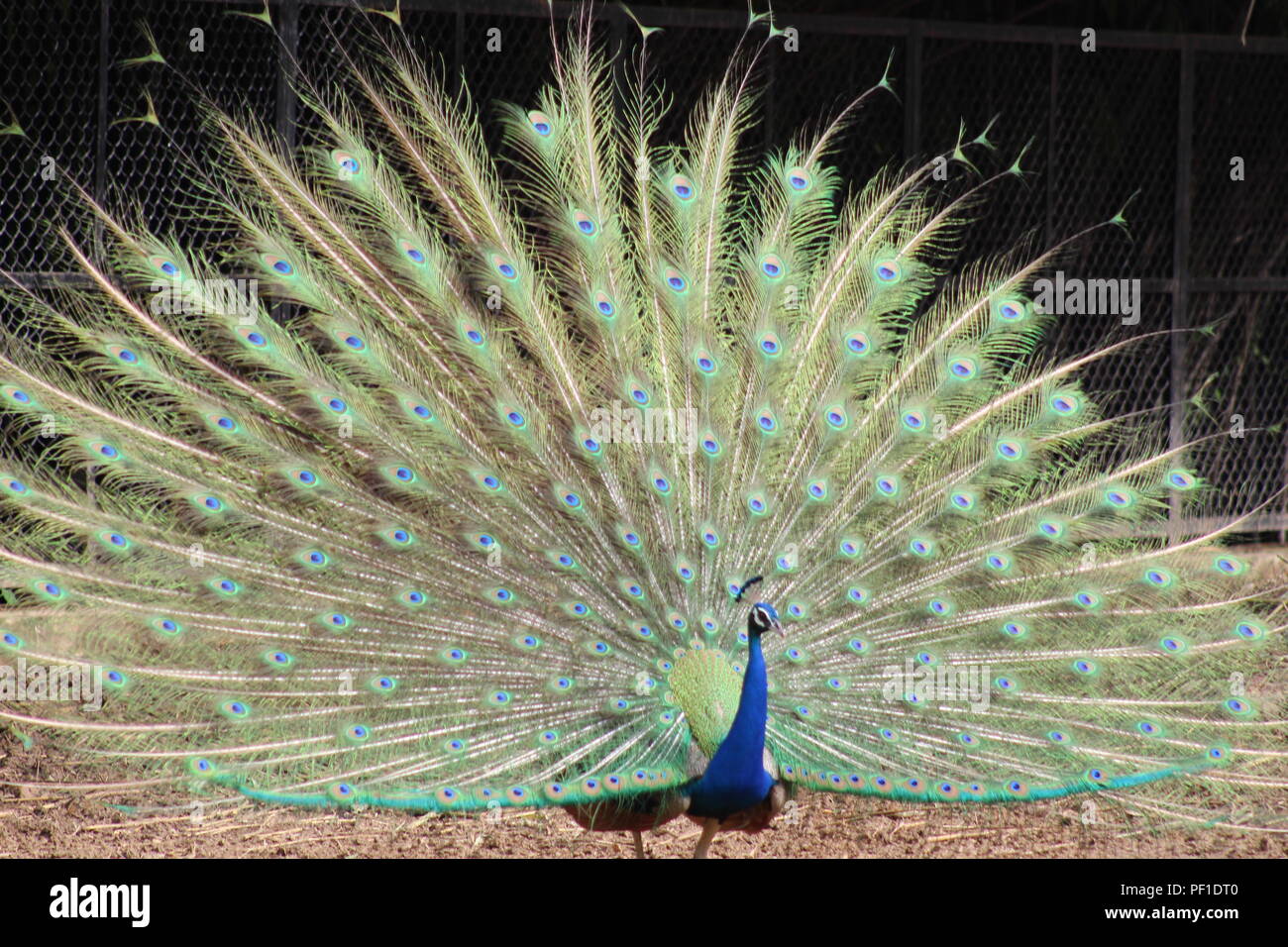 Beautiful Nature in rainy season. beautiful wild life and wild animal ...