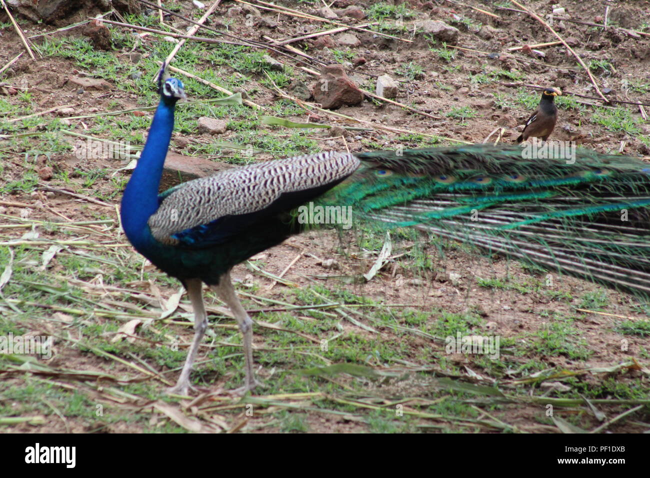 beautiful park in spring season in India Stock Photo - Alamy
