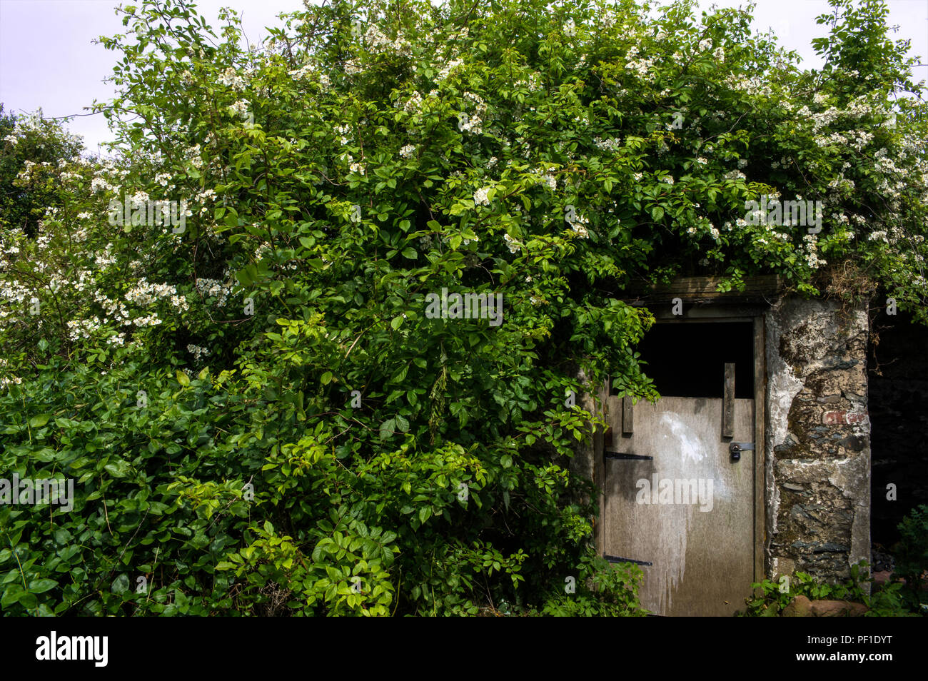 Rose multiflora hi-res stock photography and images - Alamy